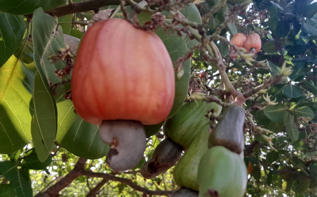 Prix de l’anacarde 2026 : la déception des producteurs de Niakara ...